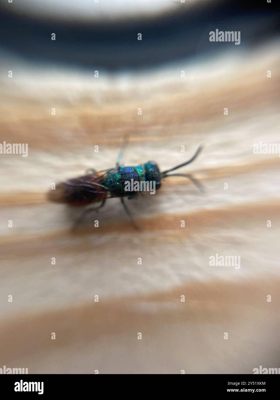 Ruby-tailed Cuckoo Wasps (Chrysis ignita) Insecta Stock Photo - Alamy