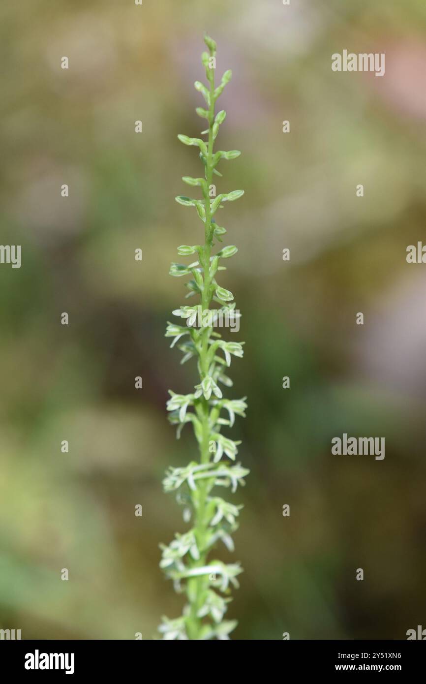 Flat Spurred Piperia (Platanthera transversa) Plantae Stock Photo - Alamy