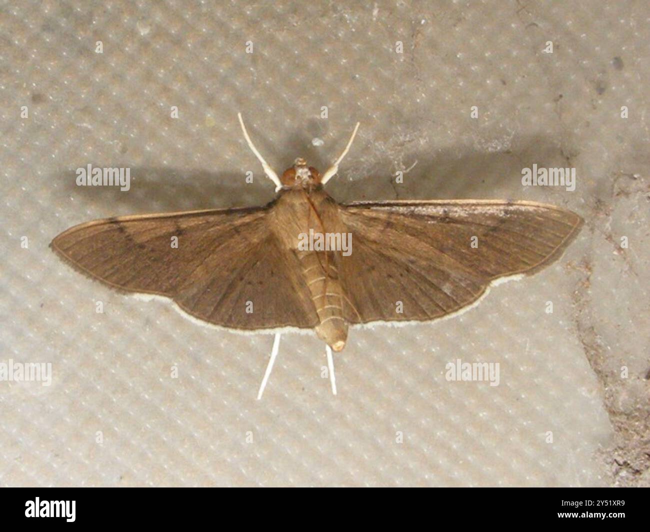 Pearl Moths (Spilomelinae) Insecta Stock Photo - Alamy