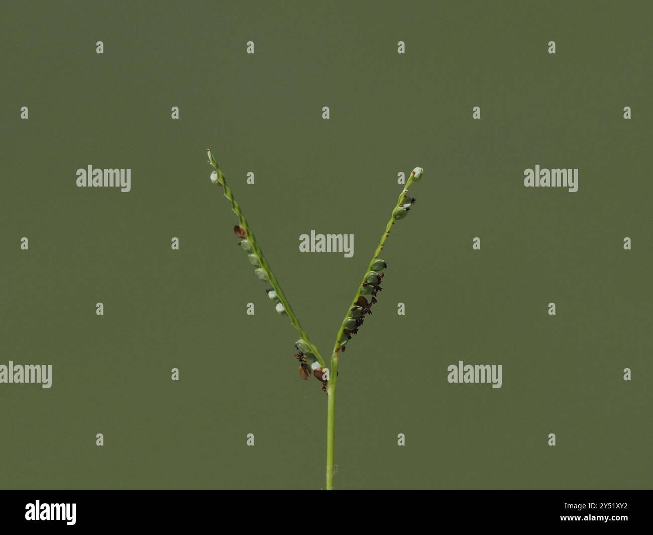 Taranui (Paspalum orbiculare) Plantae Stock Photo - Alamy