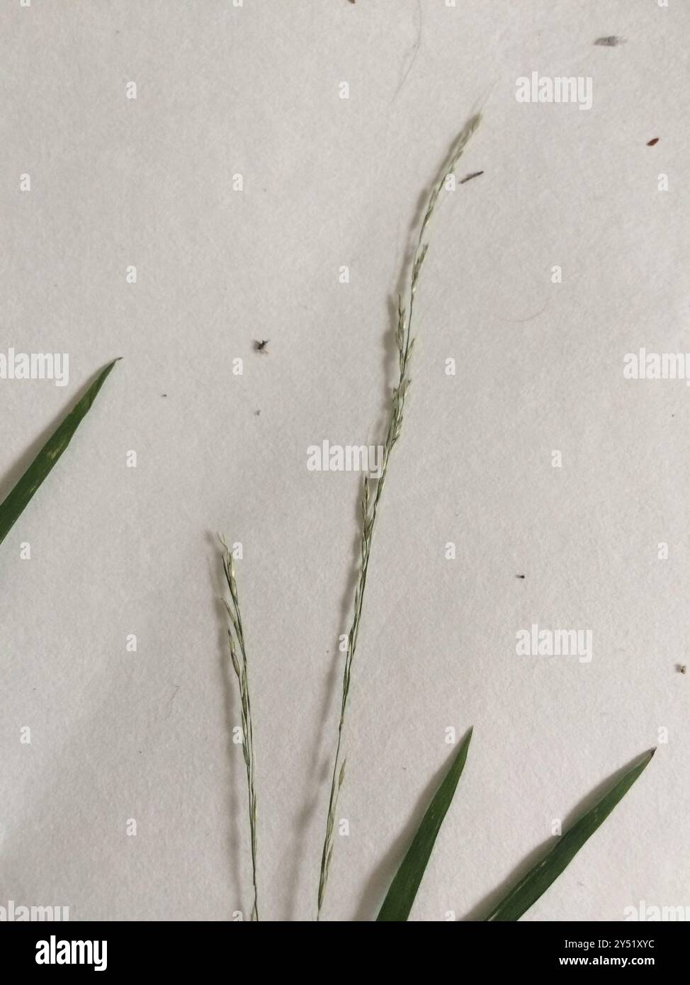 Slim-flower Muhly (Muhlenbergia tenuiflora) Plantae Stock Photo - Alamy