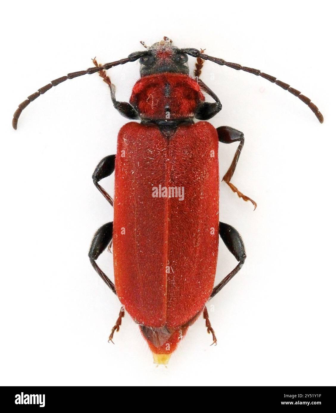Welsh Oak Longhorn Beetle (Pyrrhidium sanguineum) Insecta Stock Photo ...