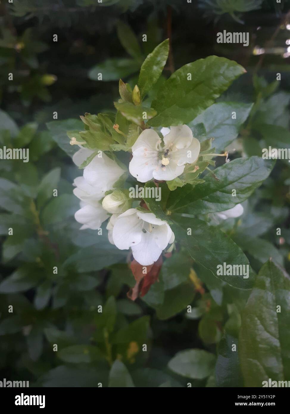 White-flowered Rhododendron (Rhododendron albiflorum) Plantae Stock ...