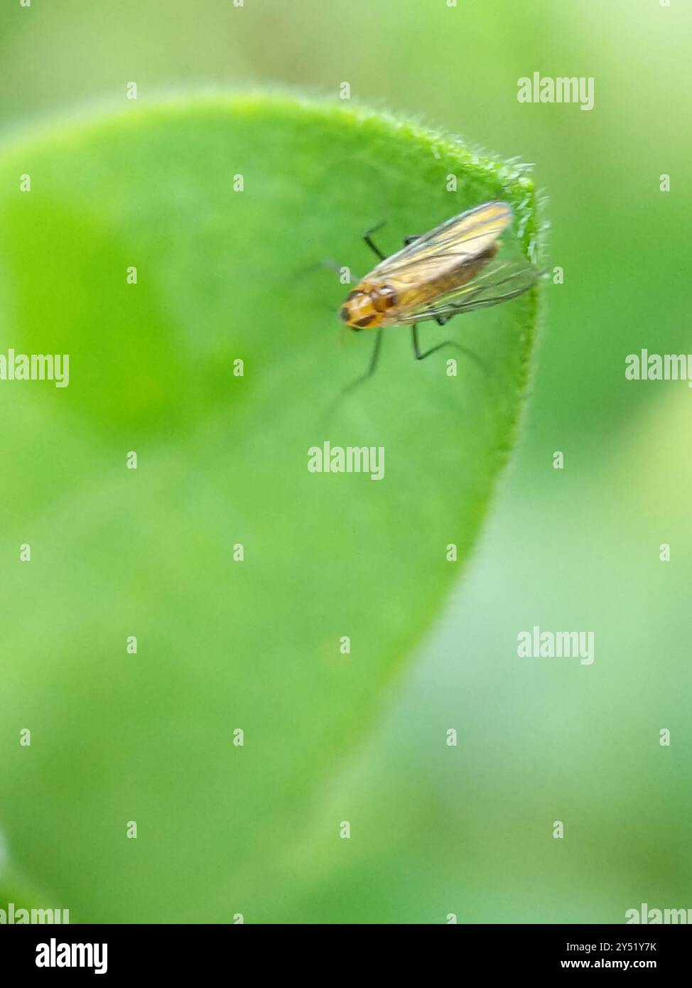 Fungus Gnats and Gall Midges (Sciaroidea) Insecta Stock Photo - Alamy