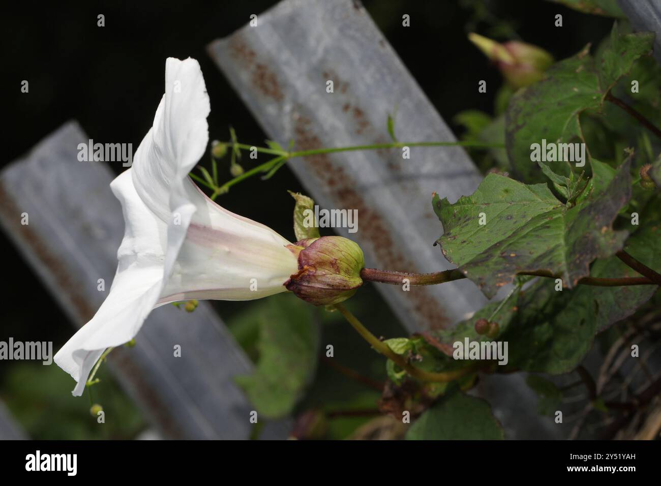 large bindweed (Calystegia silvatica) Plantae Stock Photo - Alamy