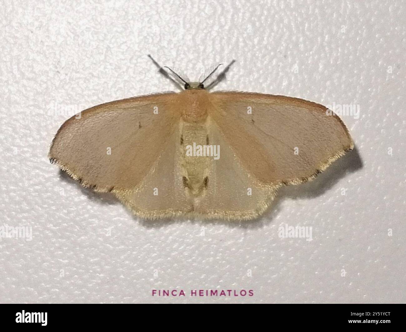 Silkworm Moths (Bombycidae) Insecta Stock Photo - Alamy