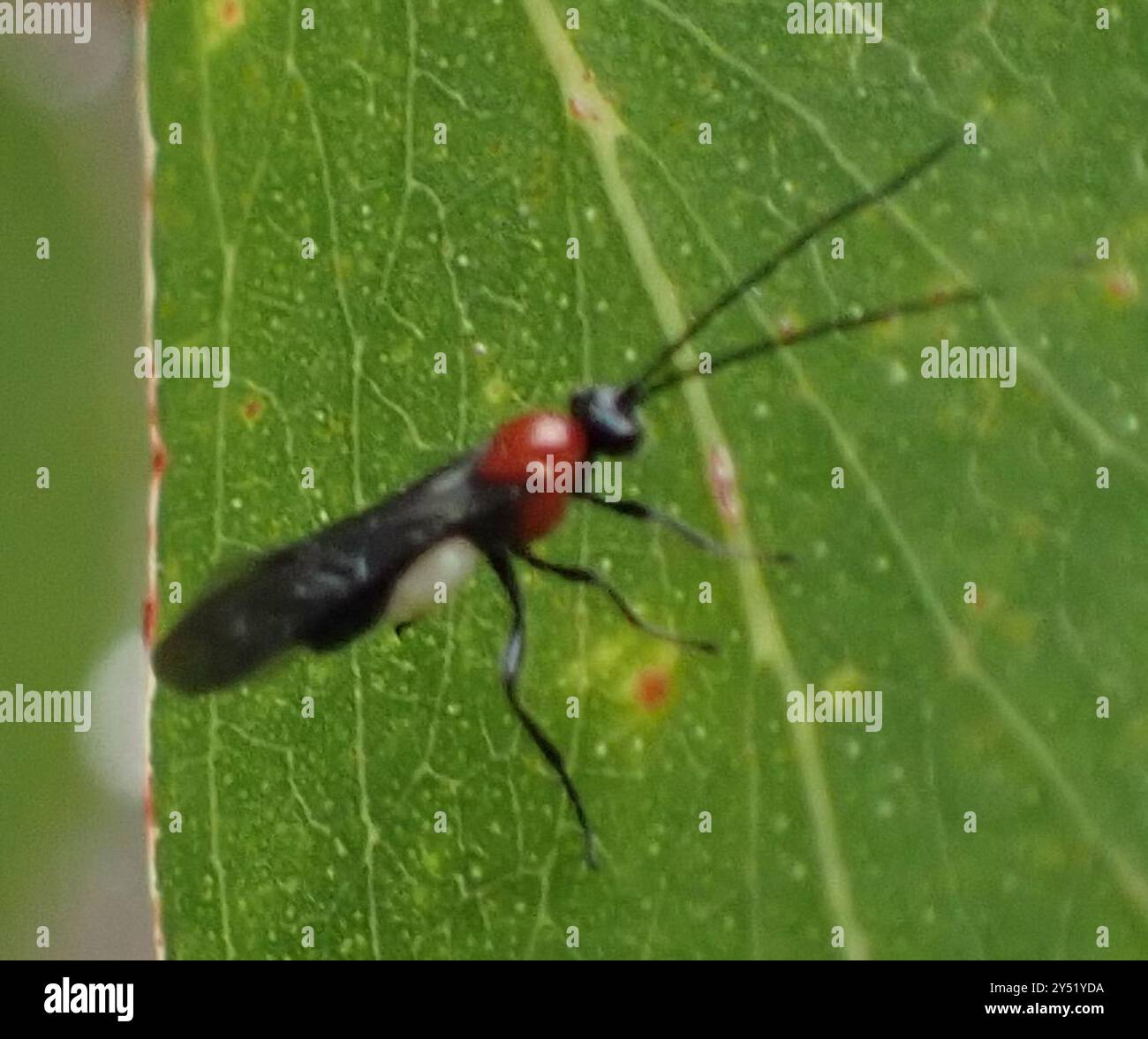 Bracon hi-res stock photography and images - Alamy