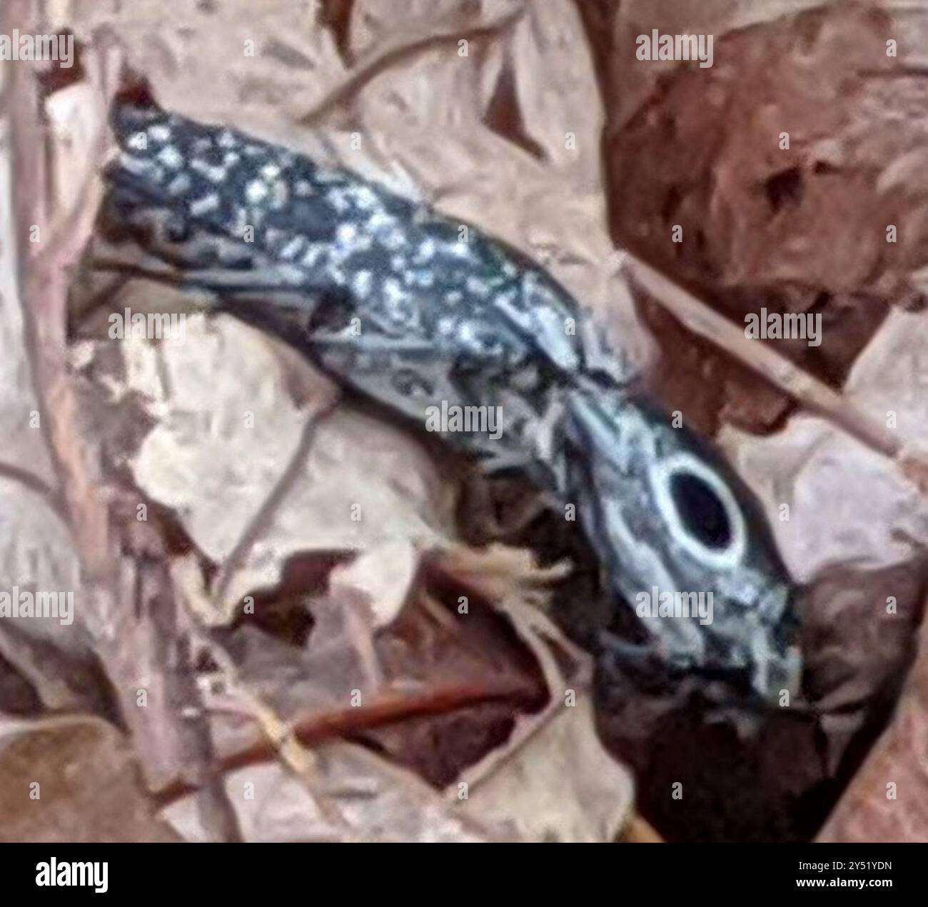 Eastern Eyed Click Beetle (Alaus oculatus) Insecta Stock Photo - Alamy