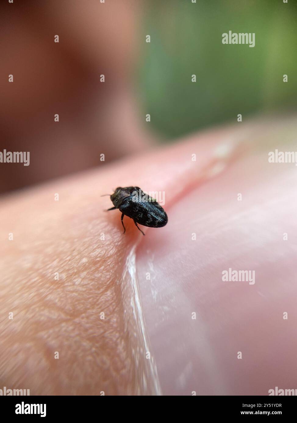 (Trachys minutus) Insecta Stock Photo - Alamy