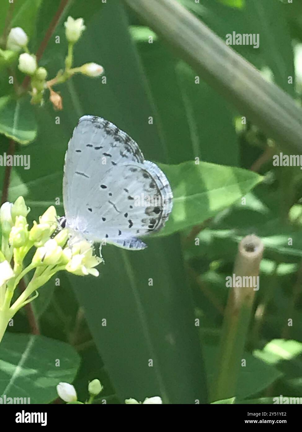 Summer Azure (Celastrina neglecta) Insecta Stock Photo - Alamy