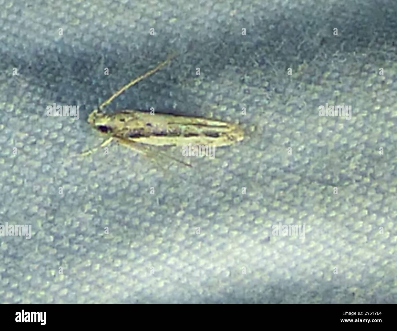 Twirler Moths (Gelechiidae) Insecta Stock Photo - Alamy