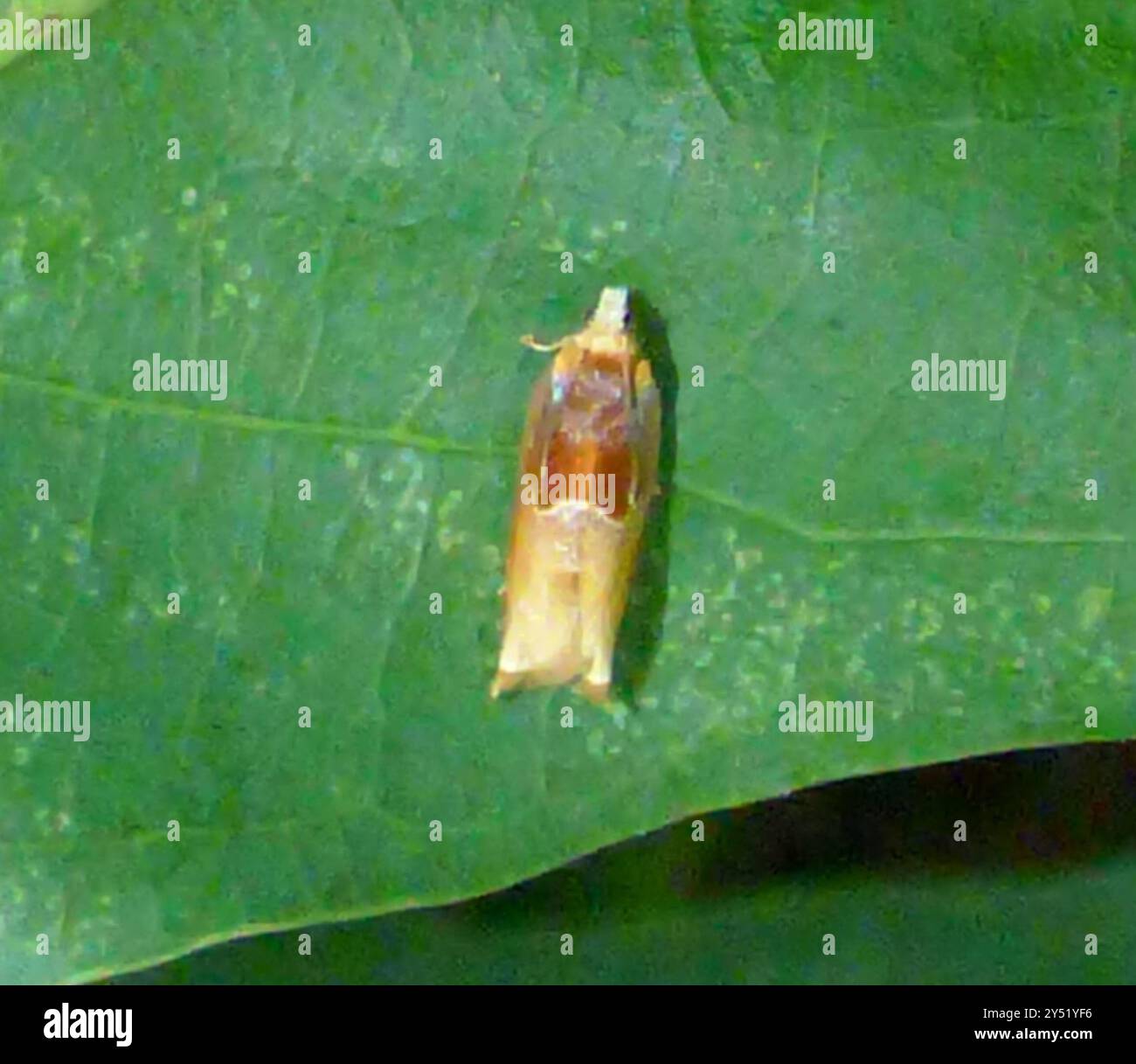Two-toned Ancylis Moth (Ancylis divisana) Insecta Stock Photo - Alamy