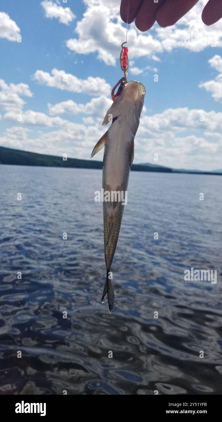 Fallfish (Semotilus corporalis) Actinopterygii Stock Photo - Alamy