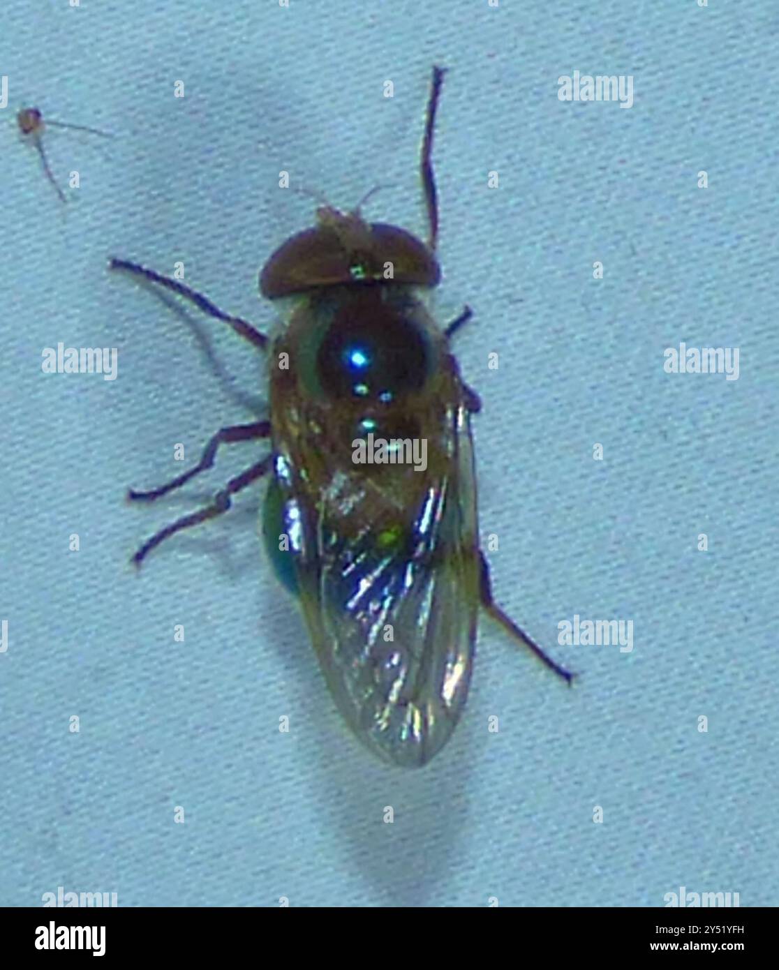 Iridescent Bromeliad Fly (Copestylum vesicularium) Insecta Stock Photo ...