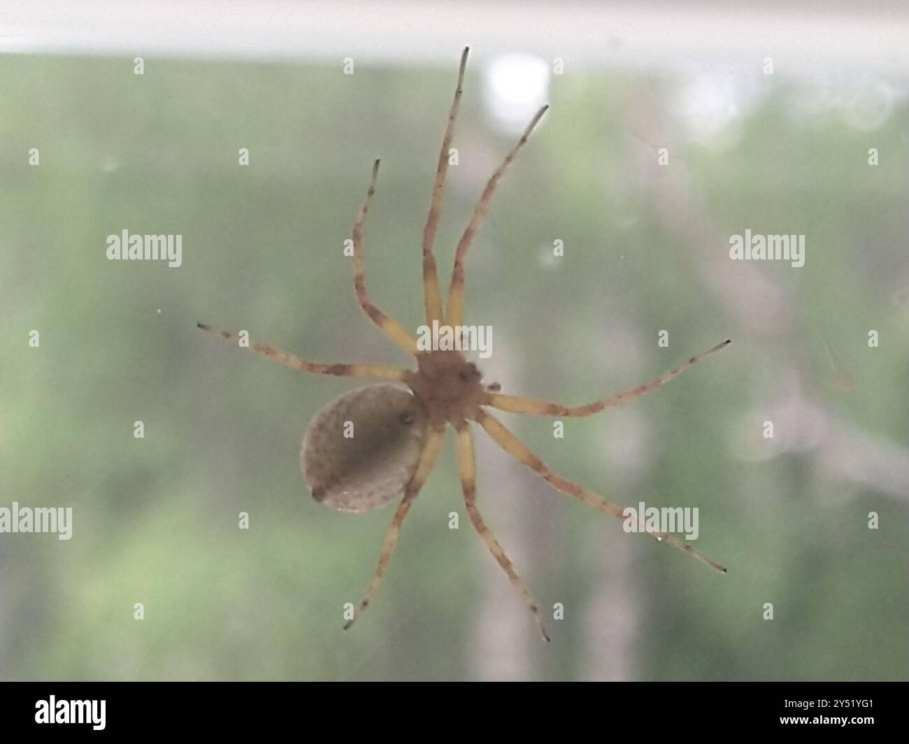 Running Crab Spiders (Philodromidae) Arachnida Stock Photo - Alamy