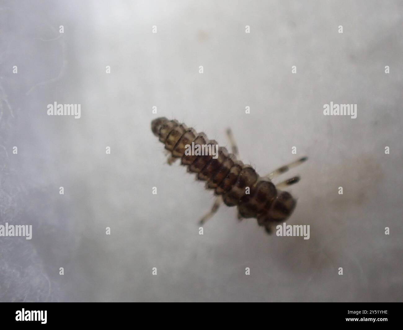Water Ladybird (Anisosticta novemdecimpunctata) Insecta Stock Photo - Alamy