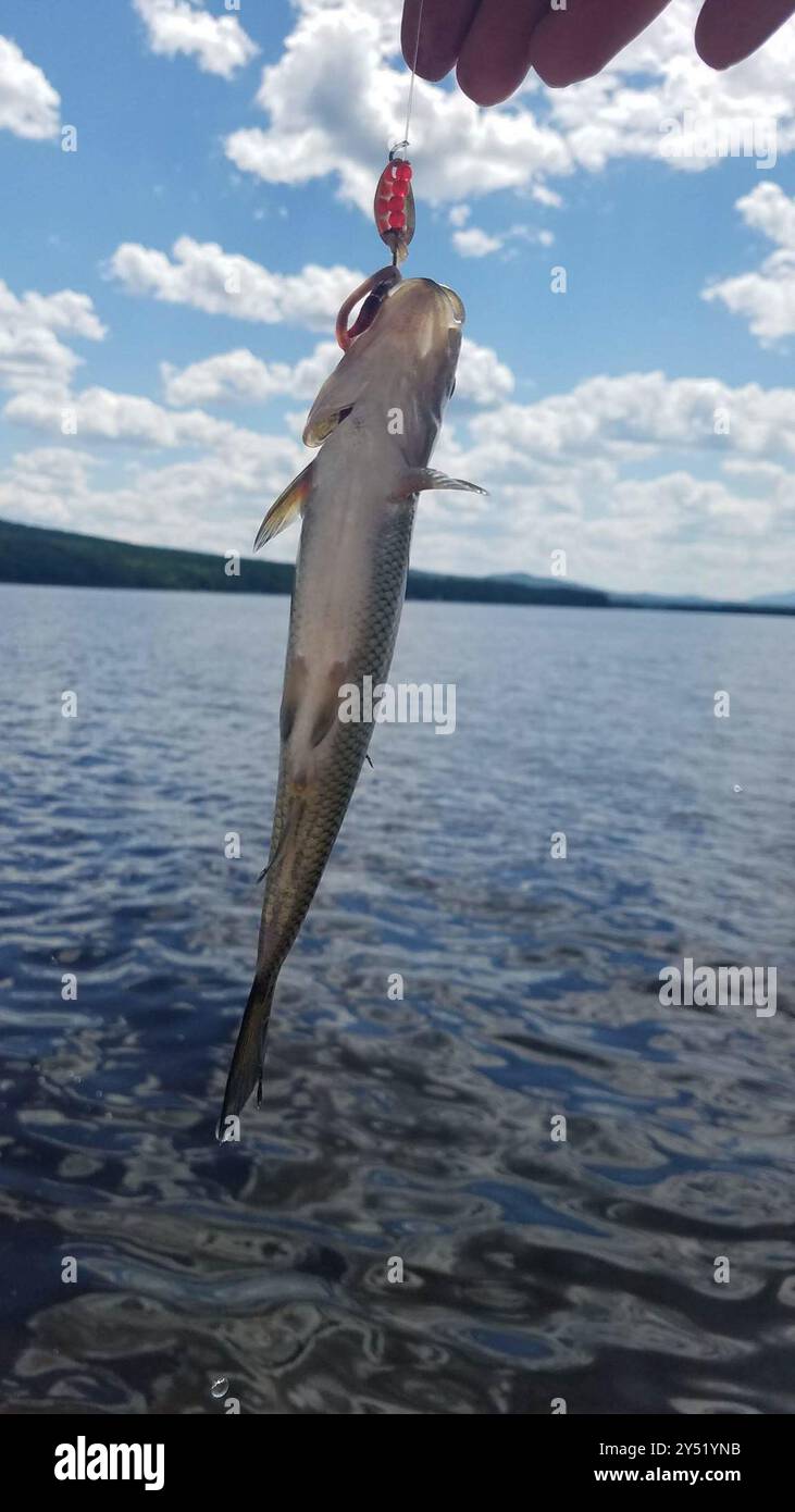 Fallfish (Semotilus corporalis) Actinopterygii Stock Photo - Alamy