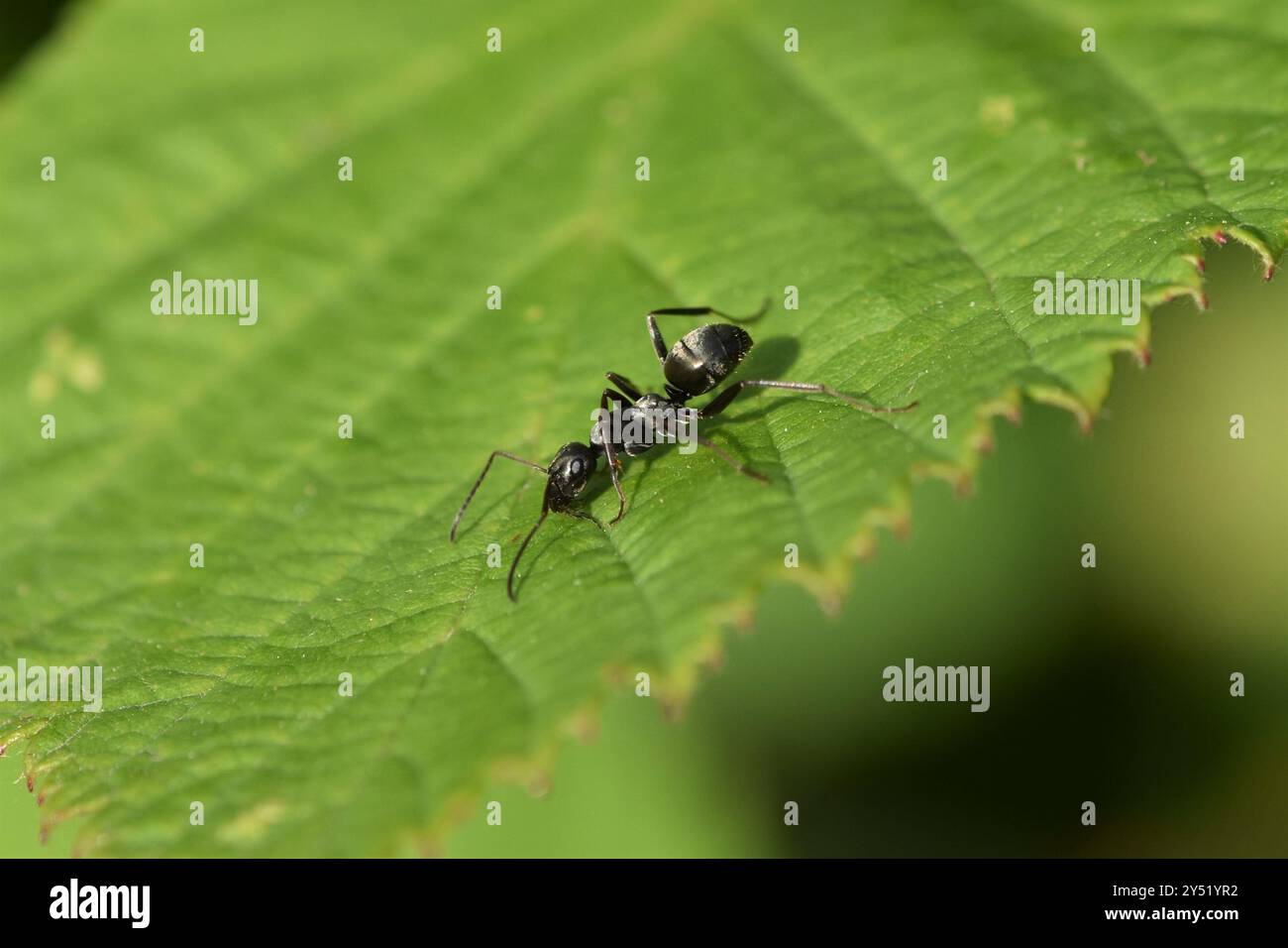 fusca-group Field Ants and Allies (Formica fusca) Insecta Stock Photo ...