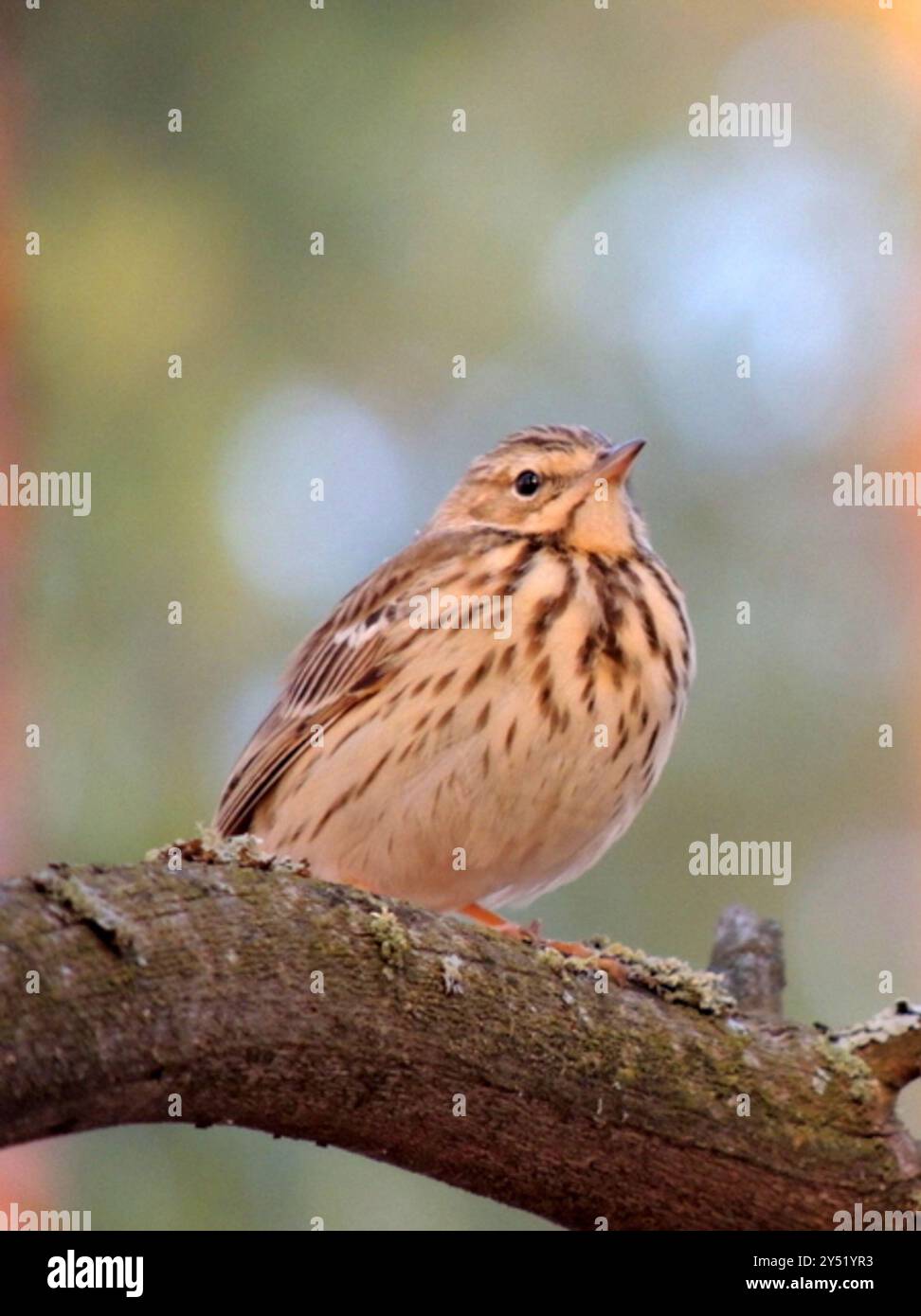 Tree Pipit (Anthus trivialis) Aves Stock Photo - Alamy