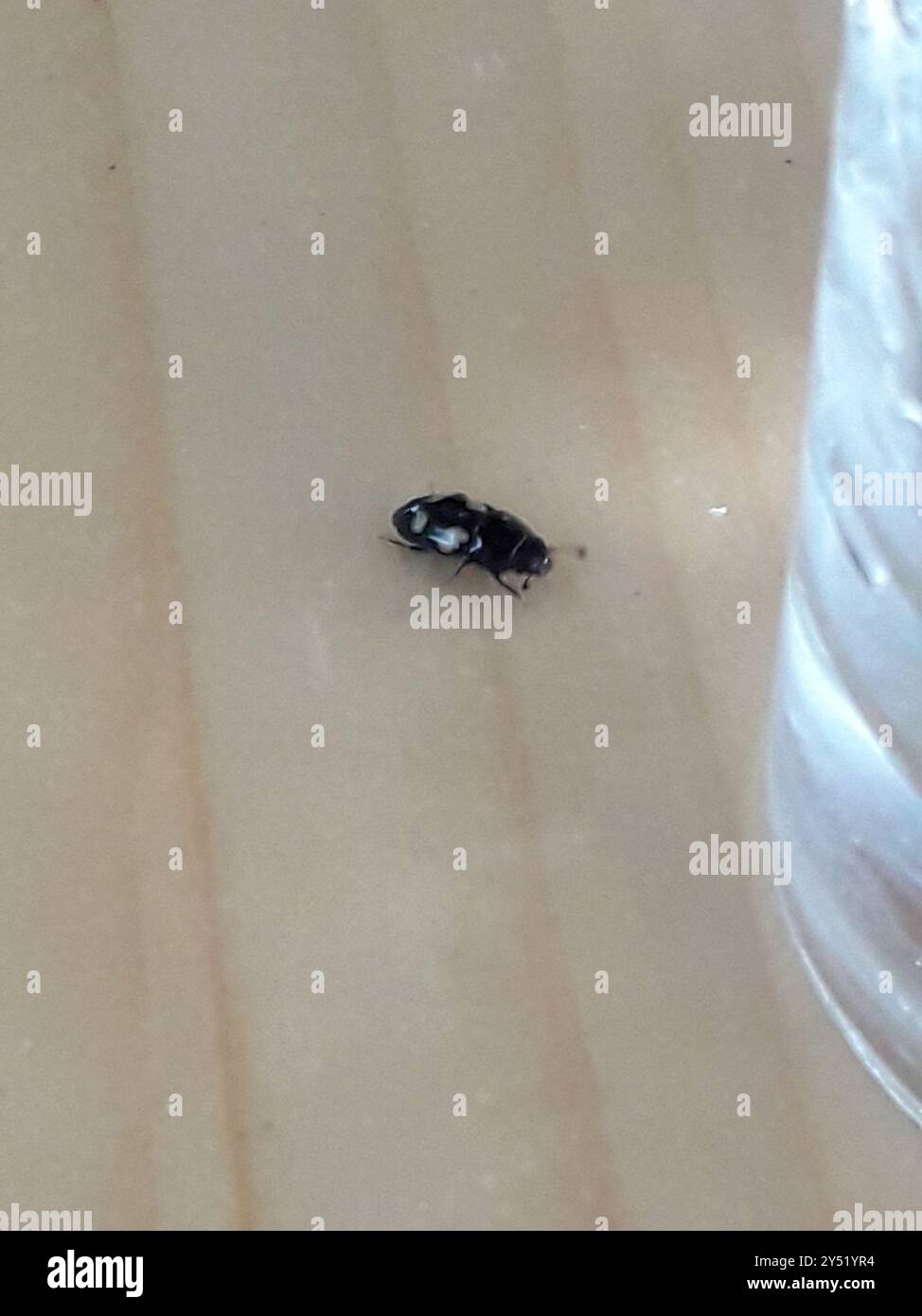 Four-spotted Sap Beetle (Glischrochilus quadrisignatus) Insecta Stock ...