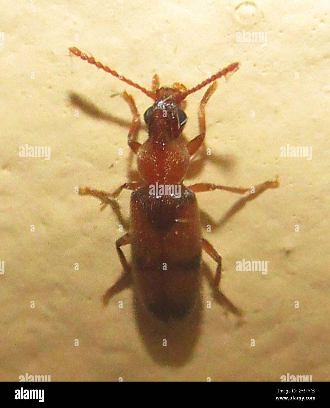 Hooded Antlike Flower Beetles (Notoxus) Insecta Stock Photo - Alamy