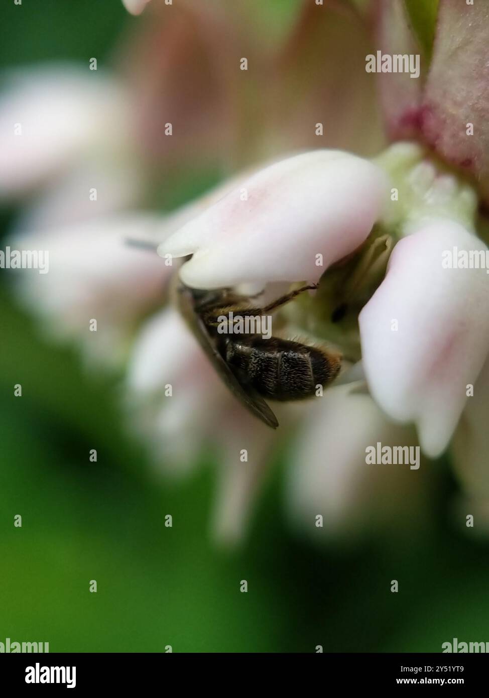 Metallic Sweat Bees (Dialictus) Insecta Stock Photo - Alamy