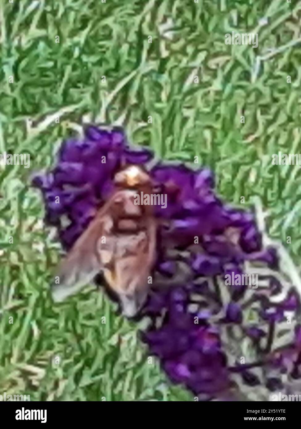 Hornet Mimic Hover Fly (Volucella zonaria) Insecta Stock Photo - Alamy