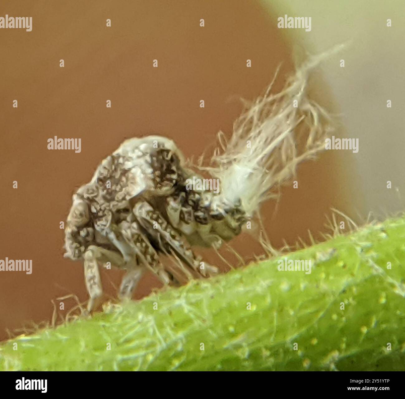 Two-striped Planthopper (Acanalonia bivittata) Insecta Stock Photo - Alamy