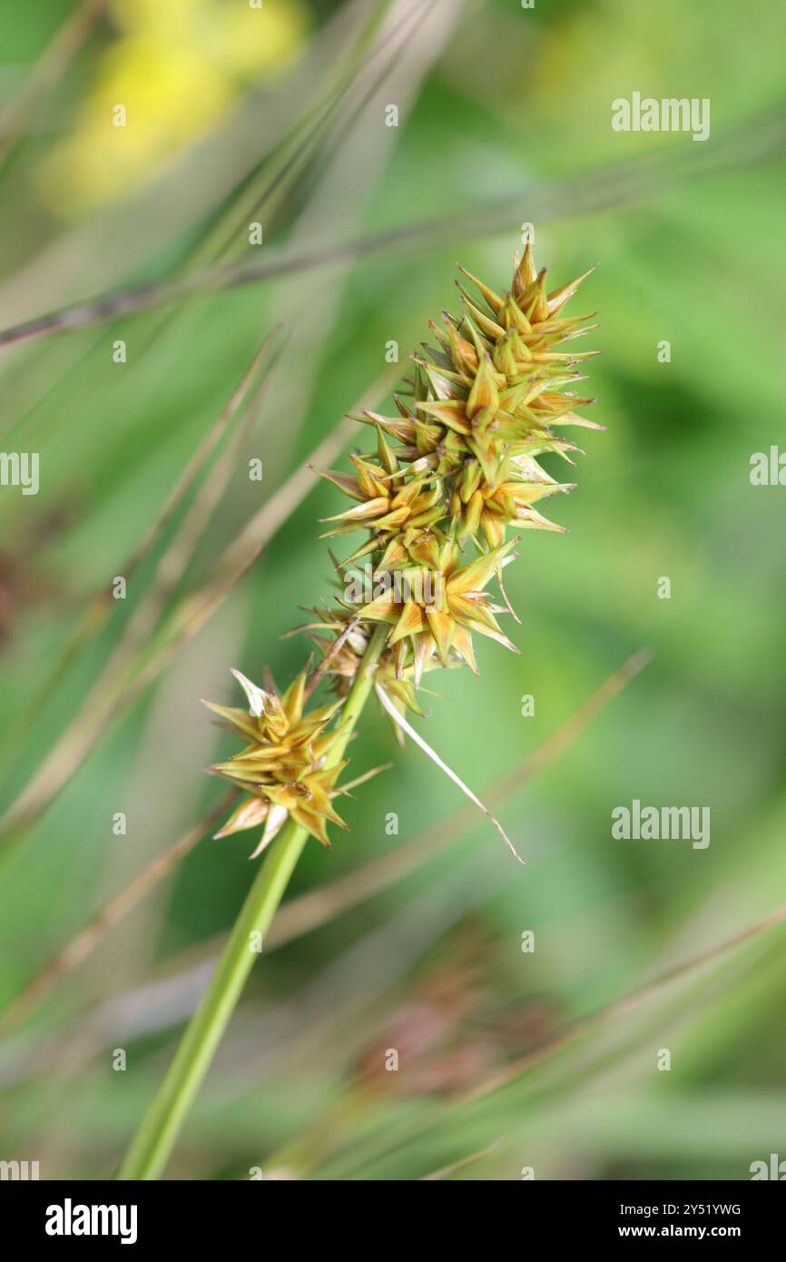 False Fox-sedge (Carex otrubae) Plantae Stock Photo - Alamy