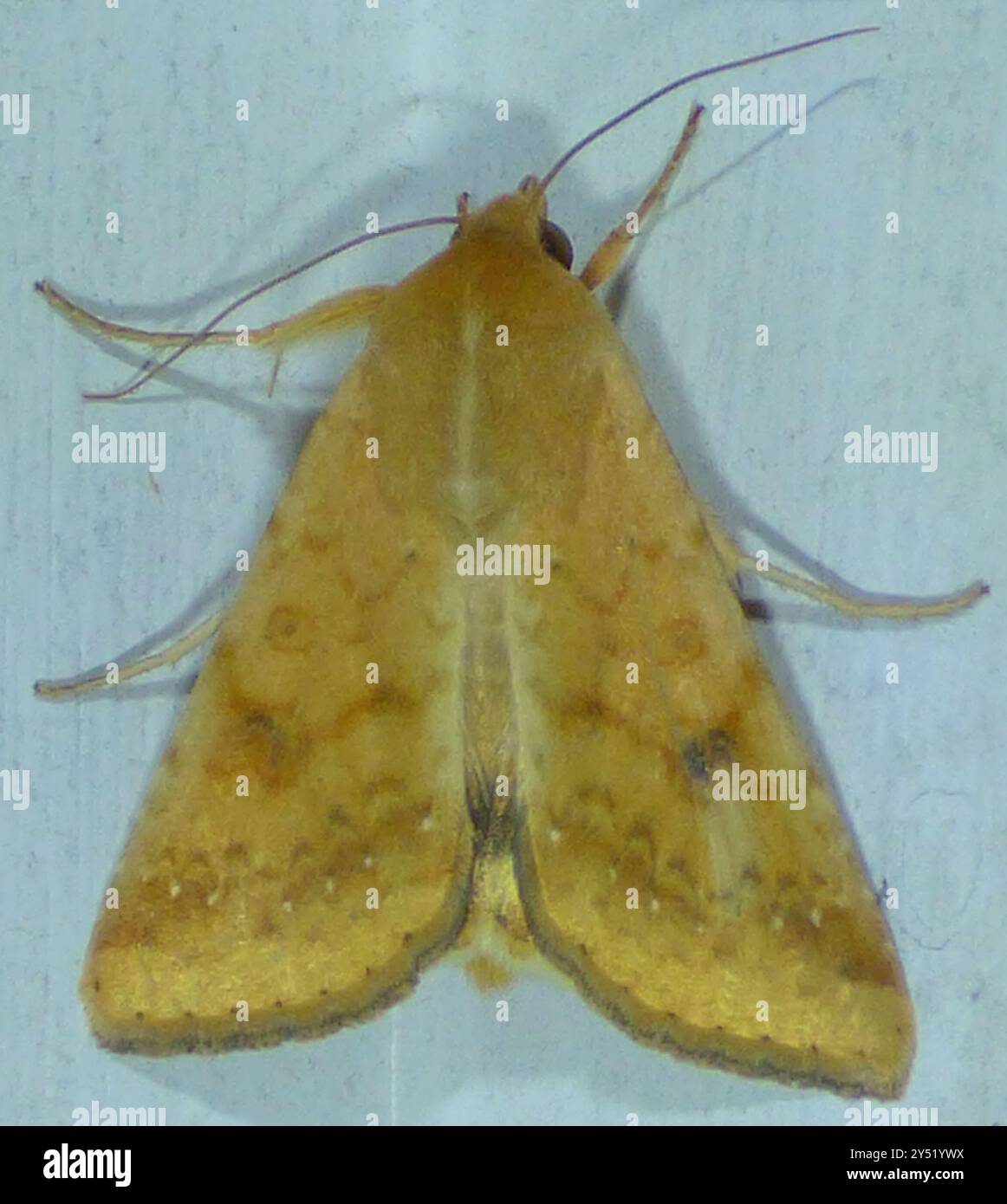 Corn Earworm Moth (Helicoverpa zea) Insecta Stock Photo - Alamy