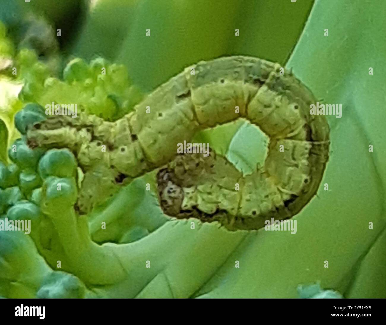 Geometer Moths (Geometridae) Insecta Stock Photo - Alamy