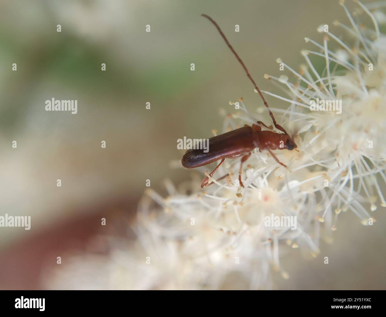 brown longhorn beetle (Obrium brunneum) Insecta Stock Photo - Alamy