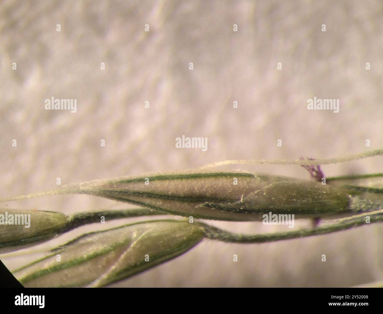 Slim-flower Muhly (Muhlenbergia tenuiflora) Plantae Stock Photo - Alamy