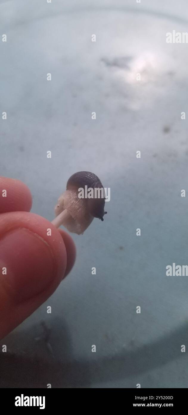 Smooth Land Slugs (Deroceras) Mollusca Stock Photo - Alamy