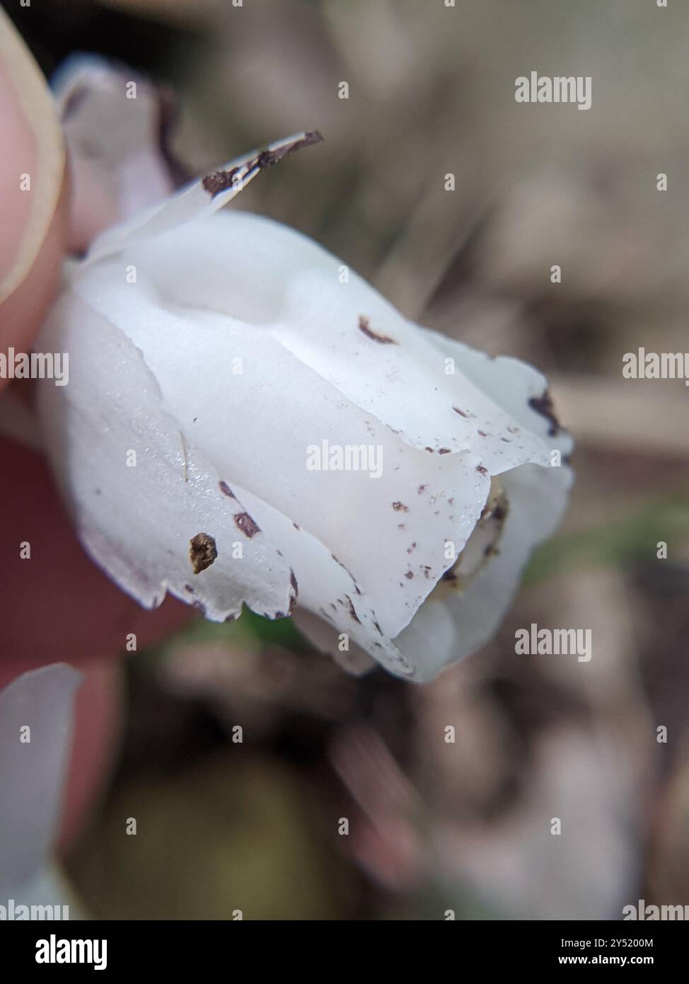 Ghost Pipe (Monotropa uniflora) Plantae Stock Photo - Alamy