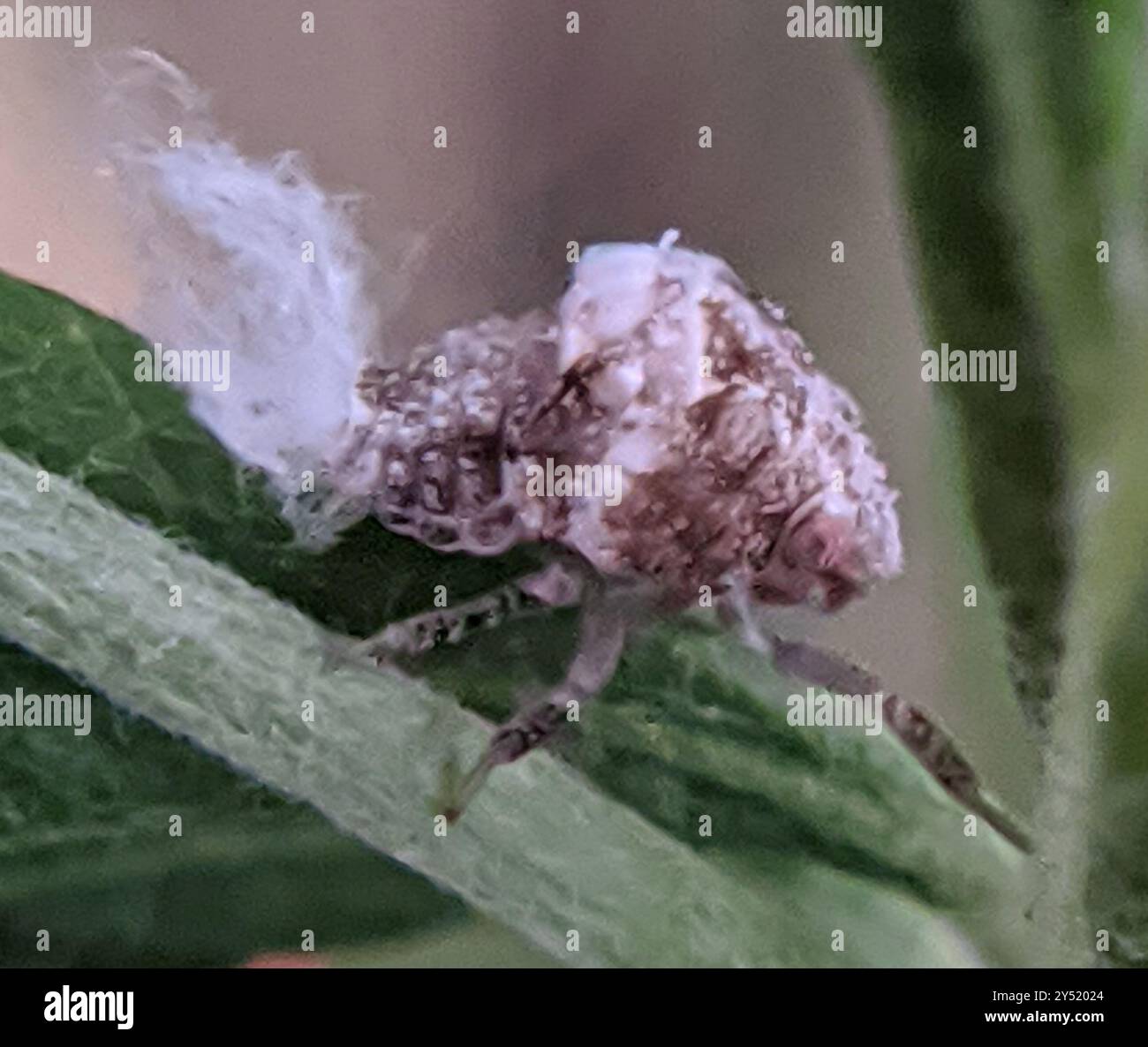 Two striped planthopper hi-res stock photography and images - Alamy