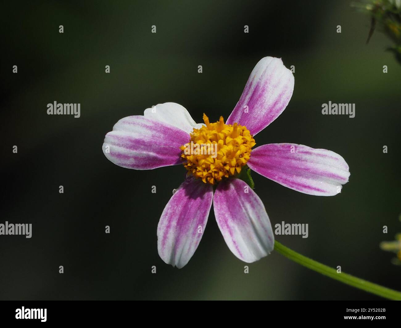 White beggarticks (Bidens alba) Plantae Stock Photo - Alamy