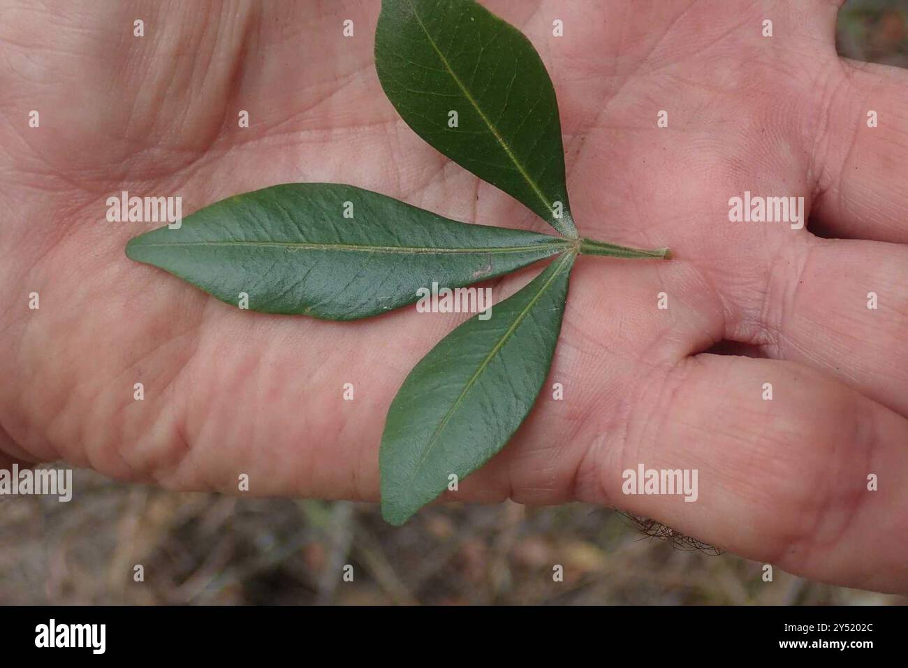 Common Glossy Currantrhus (Searsia lucida lucida) Plantae Stock Photo ...