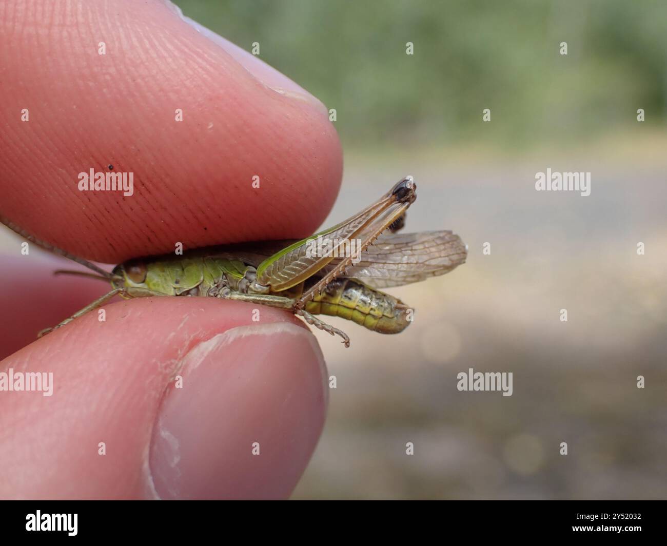 Meadow Grasshopper (Pseudochorthippus parallelus) Insecta Stock Photo ...