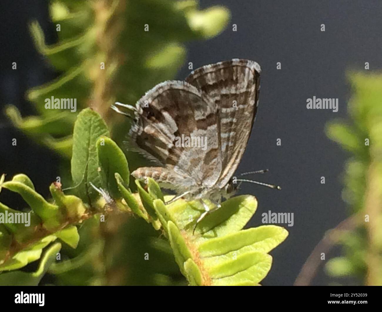 Common Geranium-bronze (Cacyreus marshalli) Insecta Stock Photo - Alamy