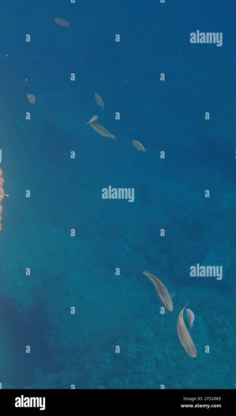 Ray-finned Fishes (Actinopterygii) Actinopterygii Stock Photo - Alamy