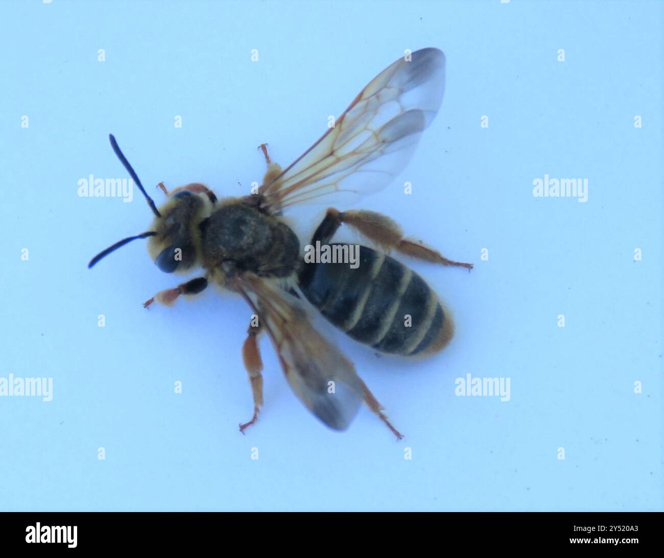 Prunus Miner Bee (Andrena prunorum) Insecta Stock Photo - Alamy