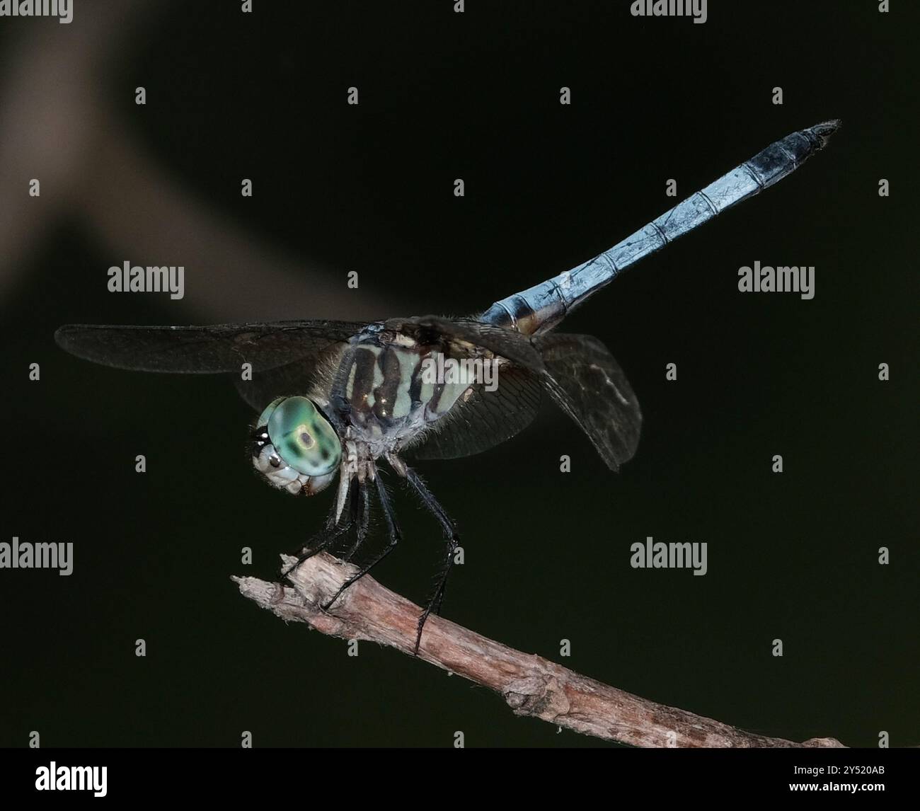 Blue Dasher (Pachydiplax longipennis) Insecta Stock Photo - Alamy