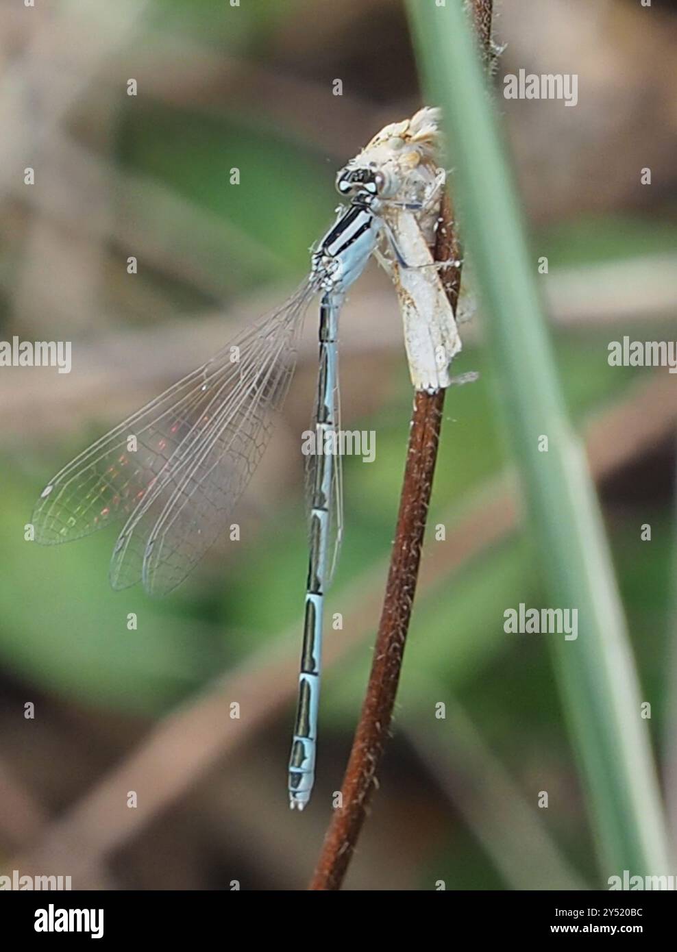 Big Bluet (Enallagma durum) Insecta Stock Photo - Alamy