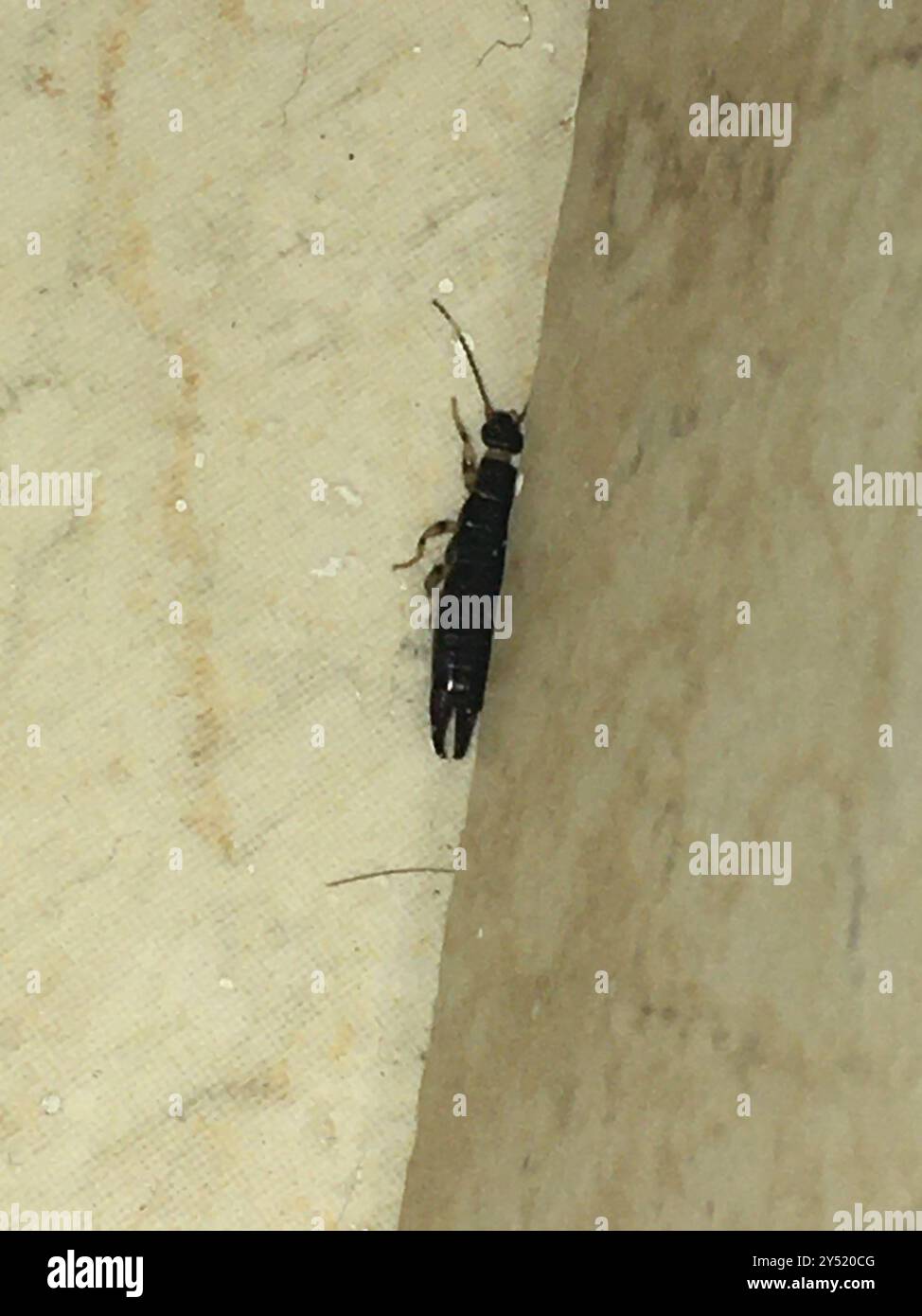 Ring-legged Earwig (Euborellia annulipes) Insecta Stock Photo - Alamy
