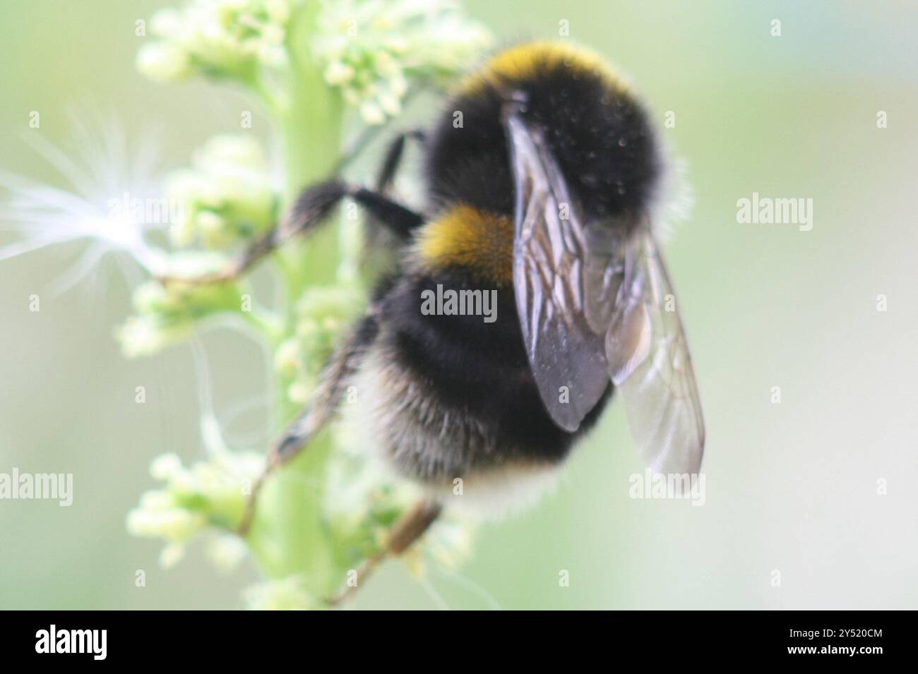 Buff-tailed Bumble Bee (Bombus terrestris) Insecta Stock Photo - Alamy