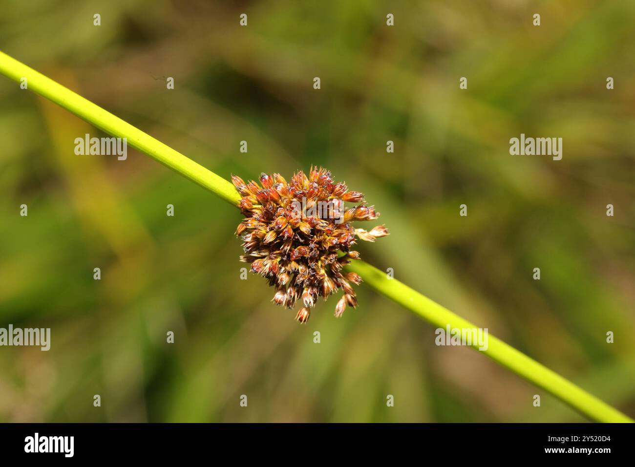 Soft Rush (Juncus effusus) Plantae Stock Photo - Alamy
