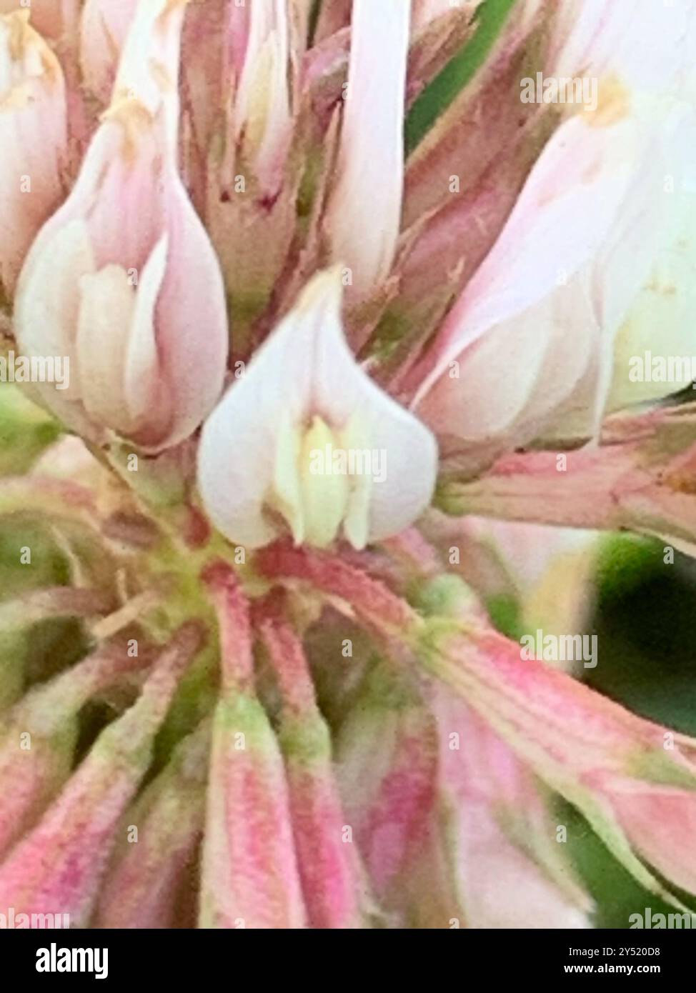 white clover (Trifolium repens) Plantae Stock Photo - Alamy