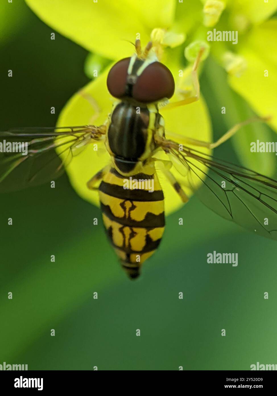 Eastern Calligrapher (Toxomerus geminatus) Insecta Stock Photo - Alamy