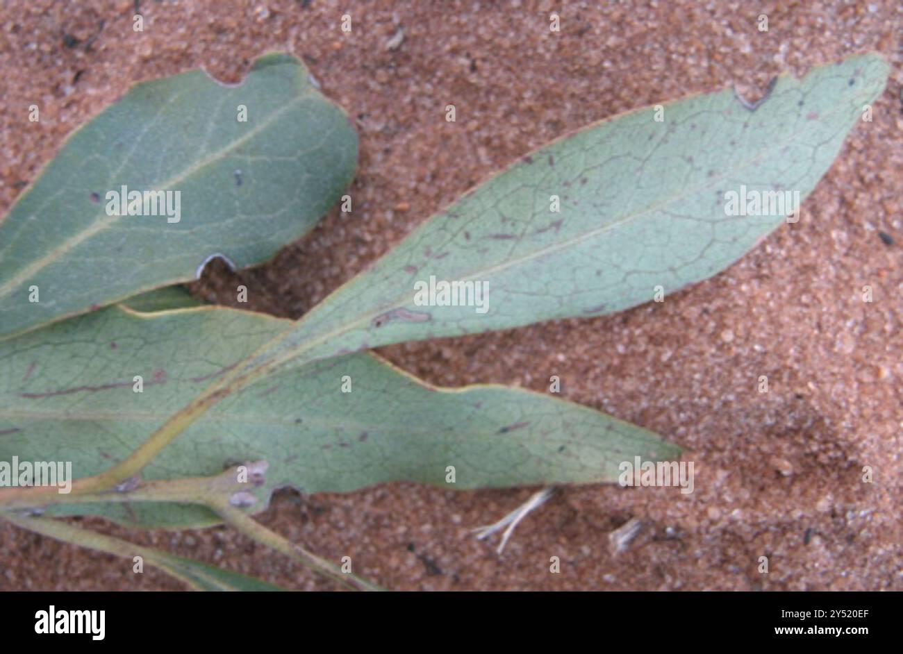 Magic Gwarrie (Euclea divinorum) Plantae Stock Photo - Alamy